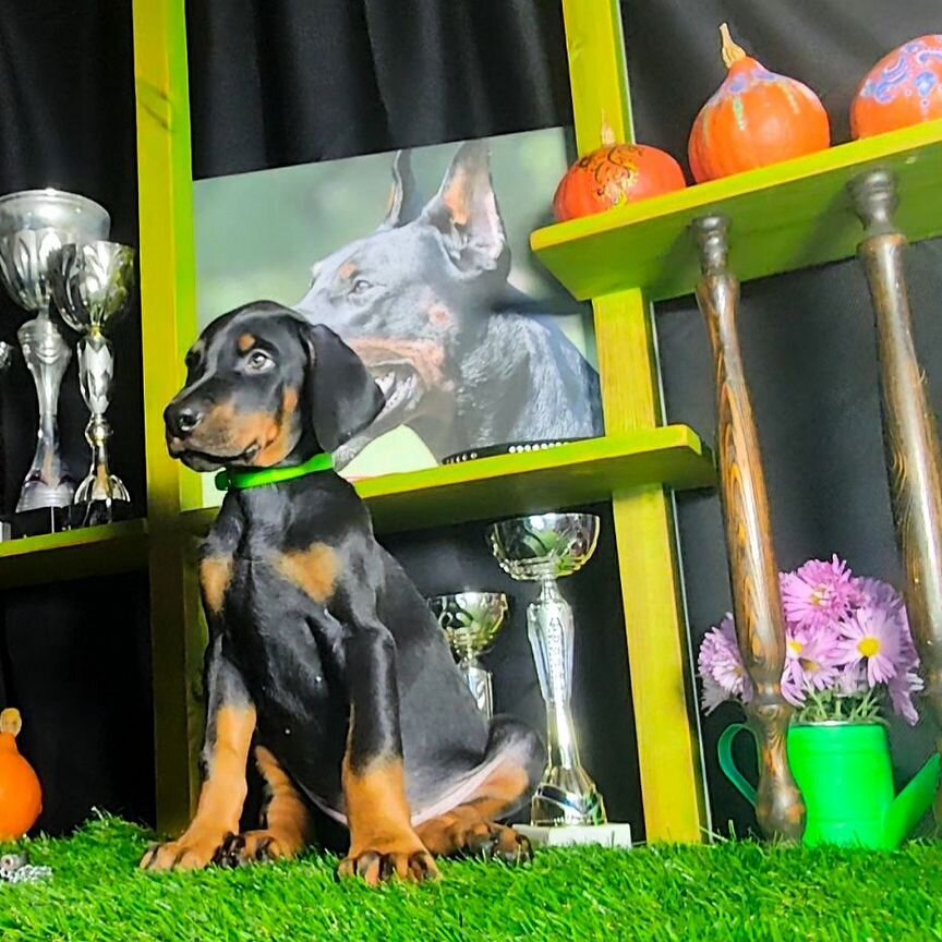 Щенки добермана. 2 мес