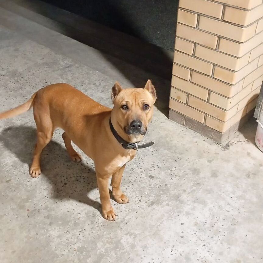 Нужен жених