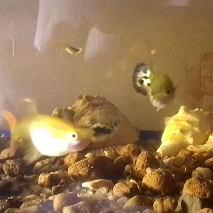 Рыбы мальки