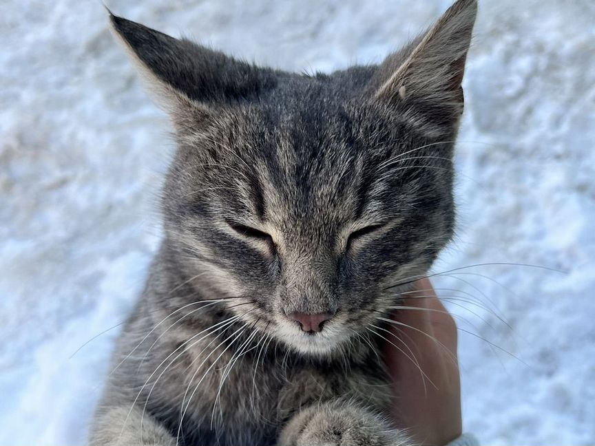 Нашли котика на снегу Уфа кому нужен