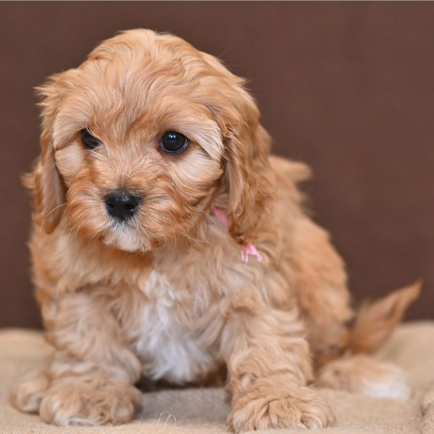 Кавапу, щенок