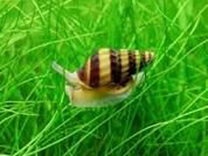 Улитка хелена