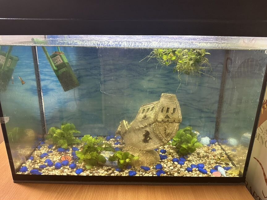 Аквариум с рыбками