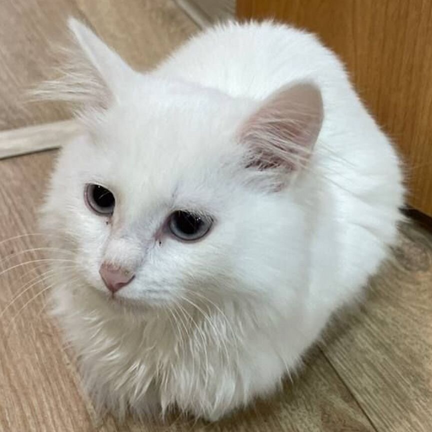 Турецкая ангора котёнок