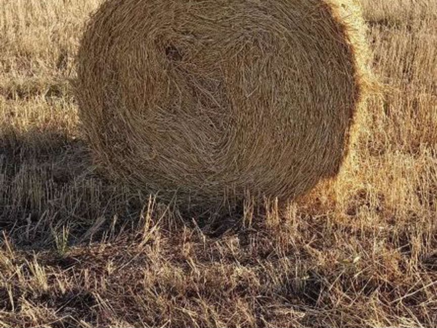 Солома ячменая