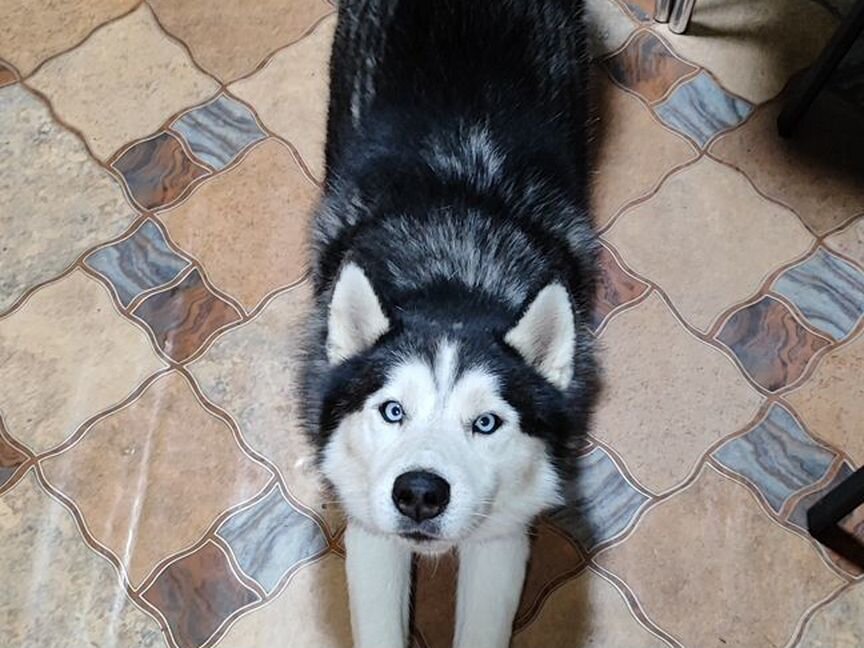 Пародистый альфа самец для случки, с документами