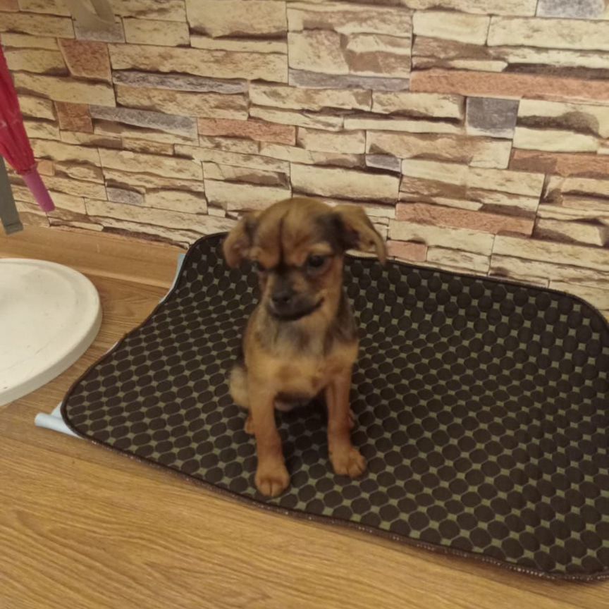 Щенок бельгийский грифон(девочка)