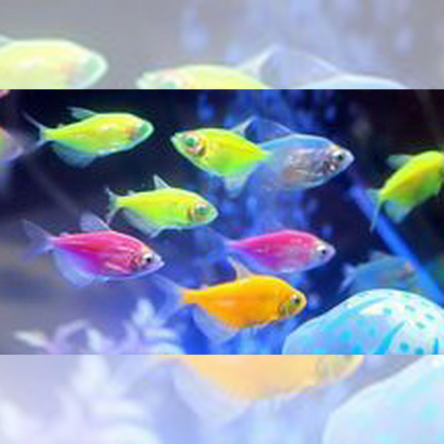 Аквариумные рыбки