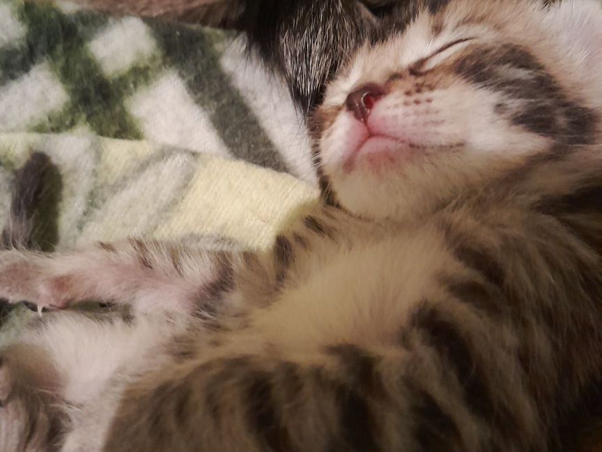 Бенгальские котята