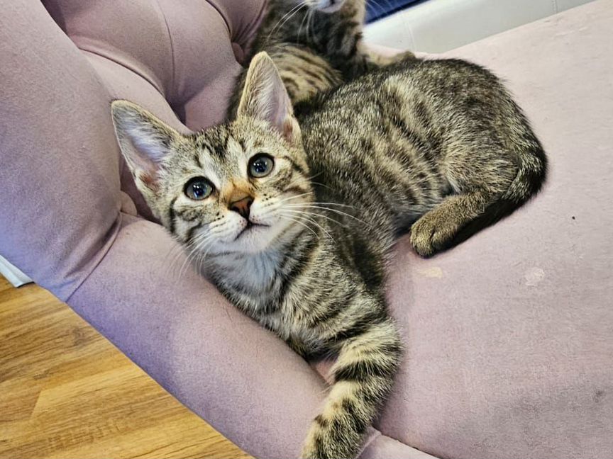 Ласковые полосатики косатики