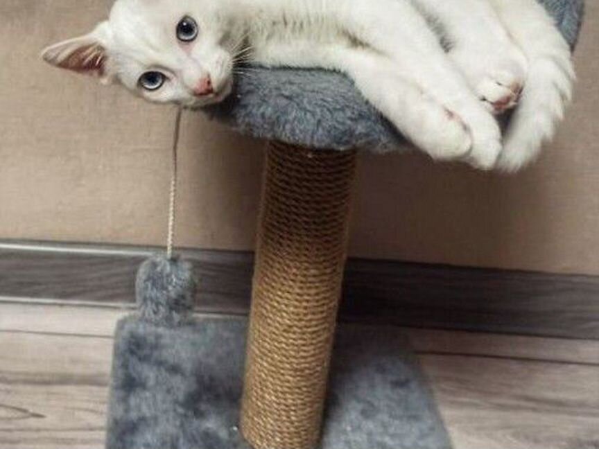 Белый котенок Семён с голубыми глазами