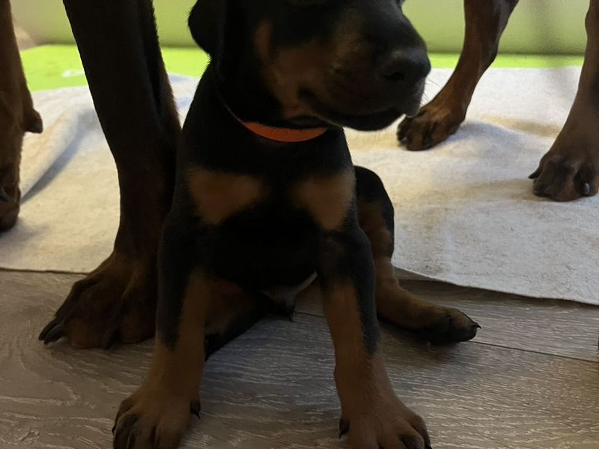 Щенки добермана