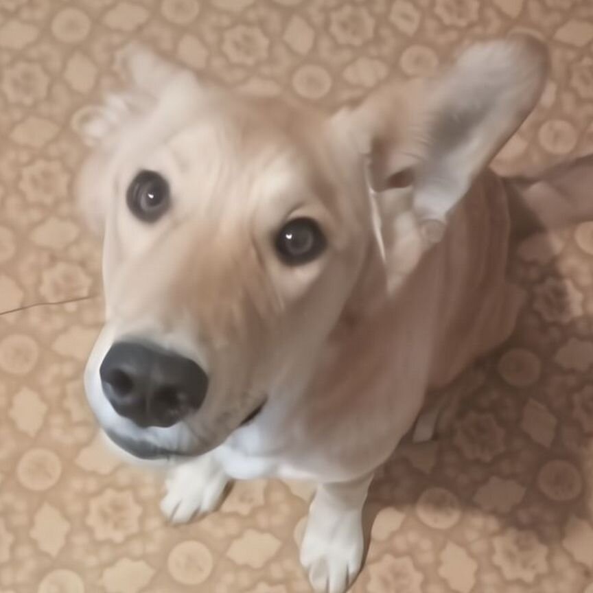 Щенок в добрые руки