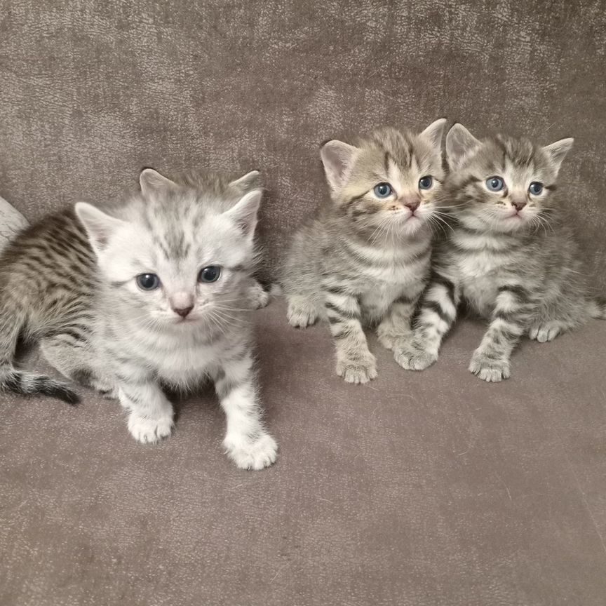 Шотландский прямоухий короткошёрстный котёнок