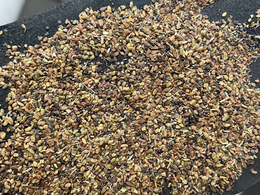 Семена люцерны