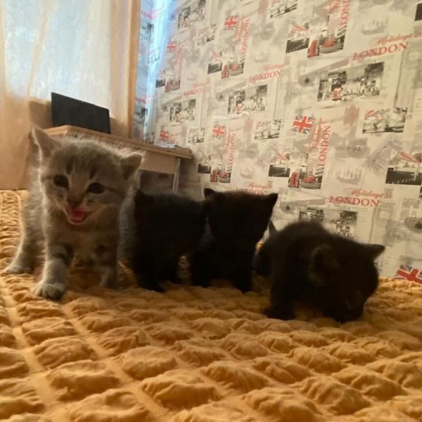 Котята в добрые руки