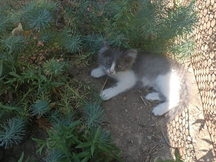Котята 2месяца в добрые руки