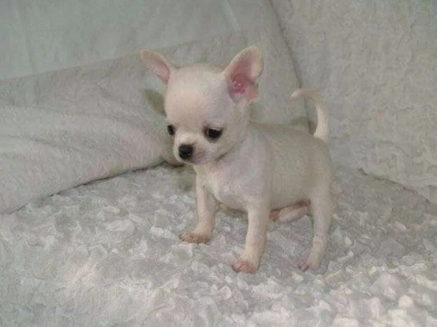 Щеночек чихуахуа