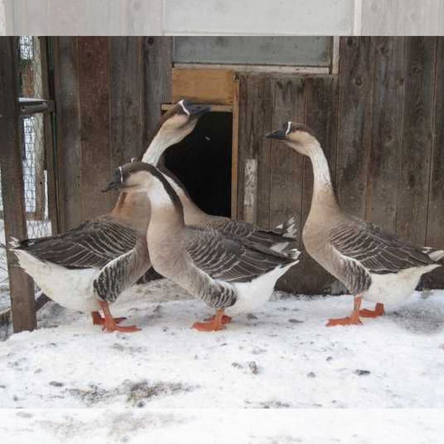 Инкубационное яйцо гусей