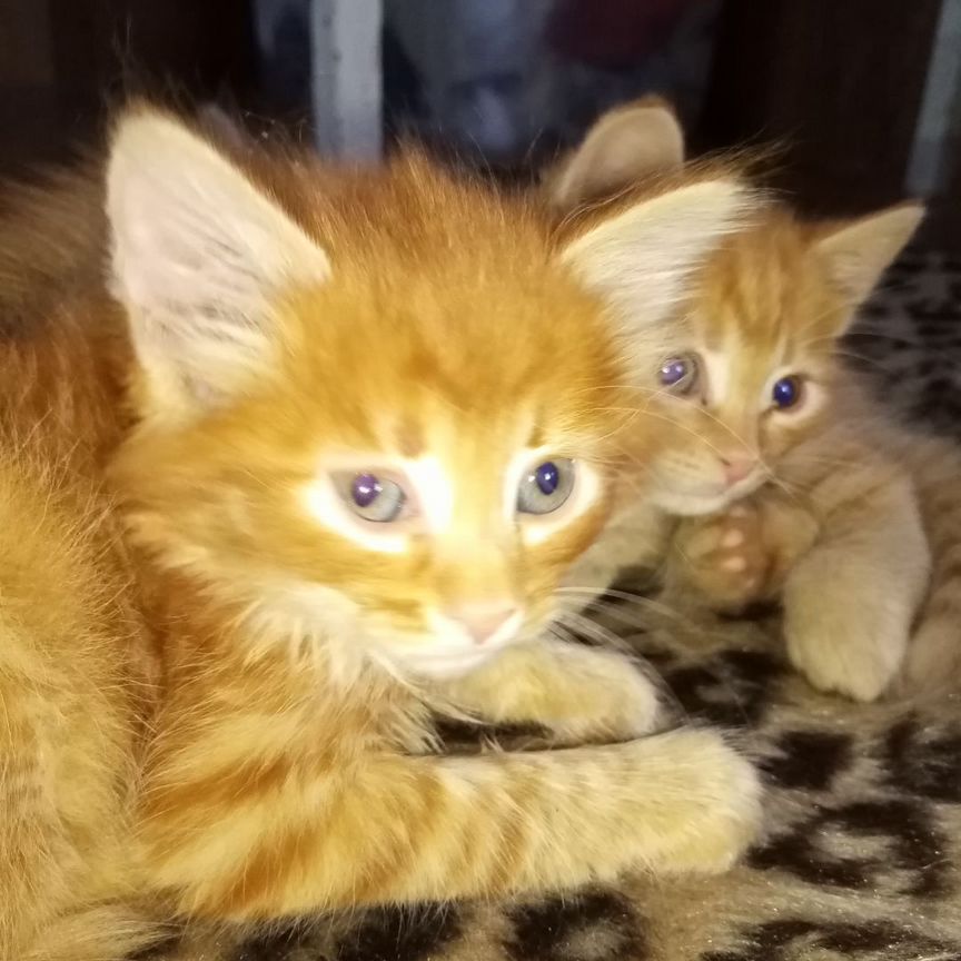 Котята 1,5 мес. В добрые руки