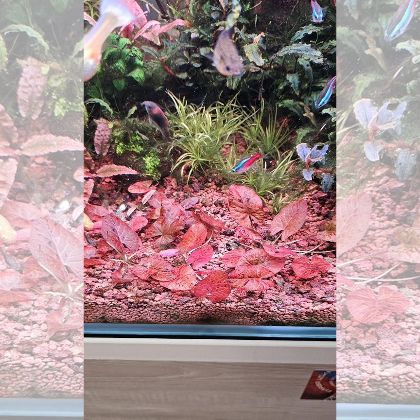 Нимфея красная