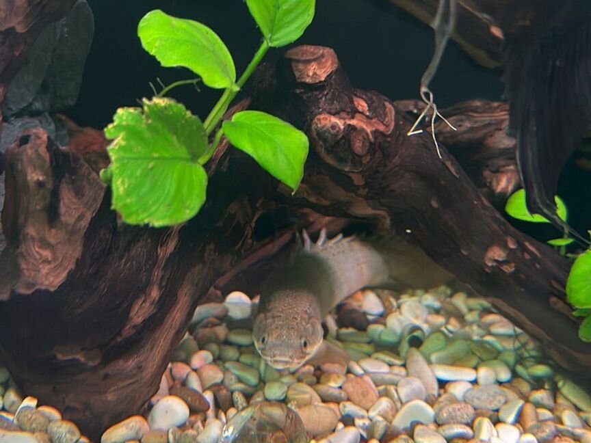 Полиптерус сенегальский