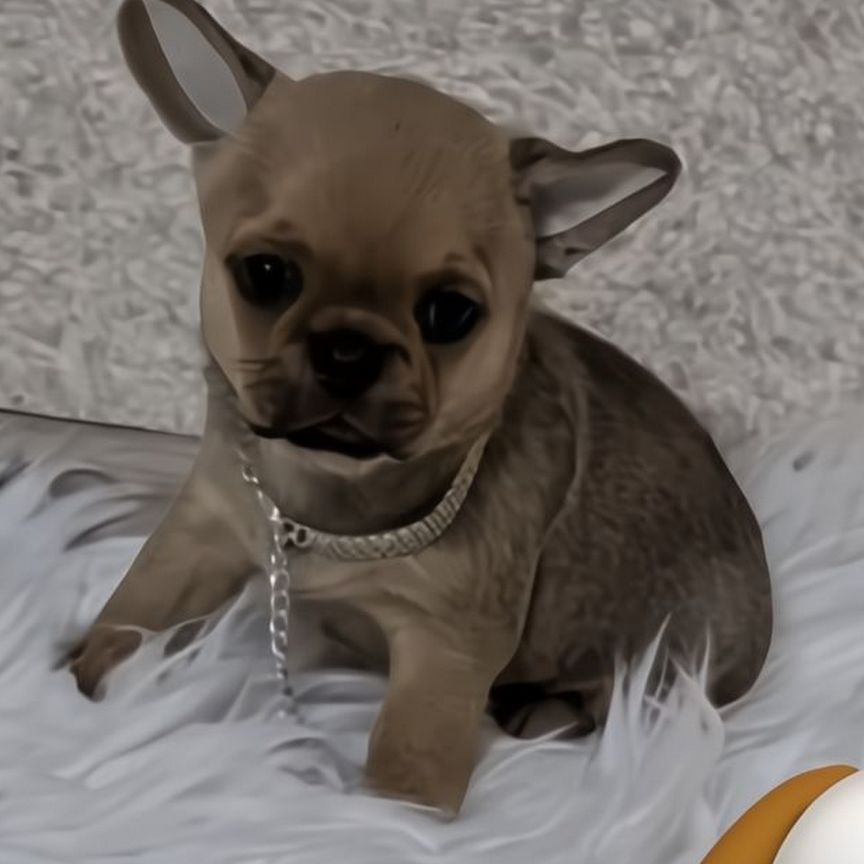 Чихуахуа, щенок