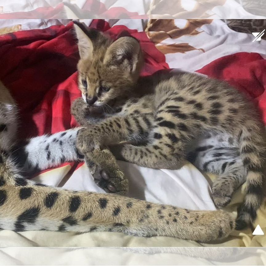 Саванна котёнок