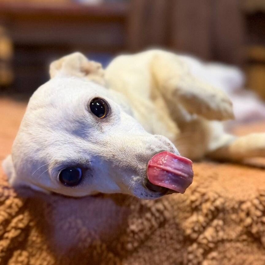 Взрослая собака в добрые руки