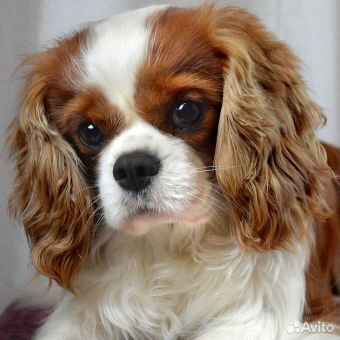 Кавалер кинг чарльз спаниель