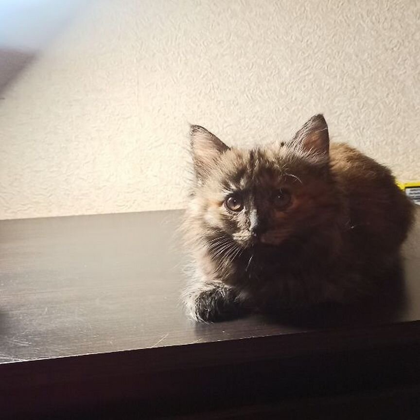 Котята