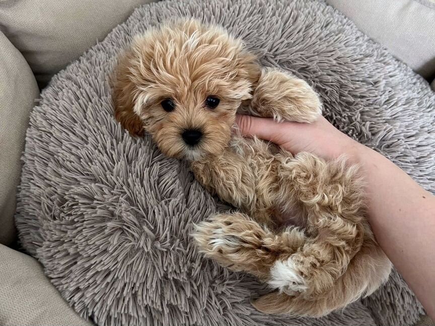 Мальтипу F1 mini baby face