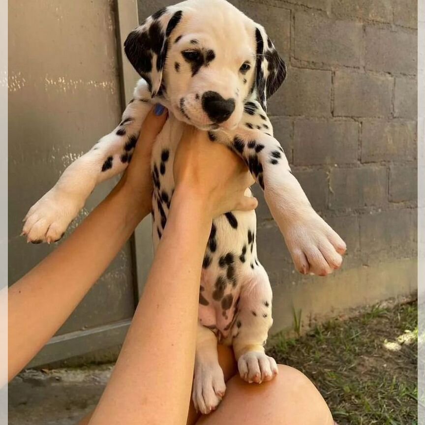 Далматин, щенок
