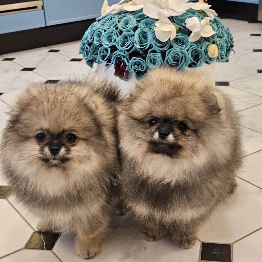 Померанский шпиц медвежьего типа