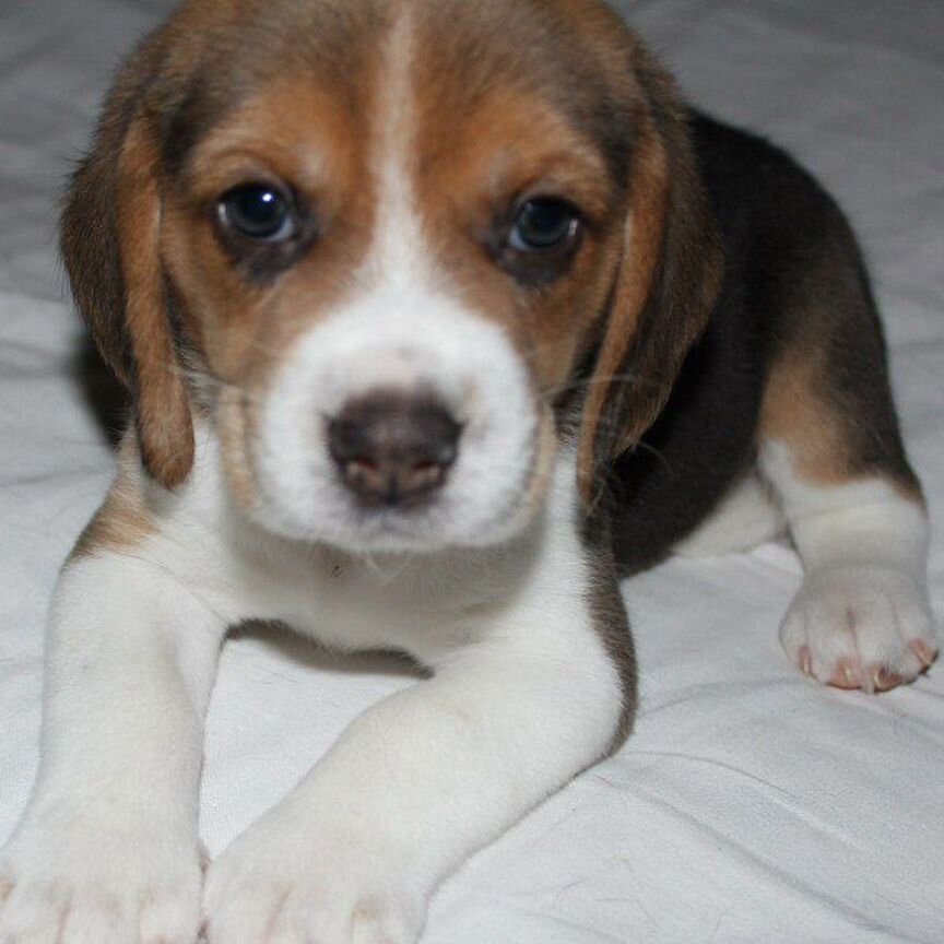 Бигль, щенок