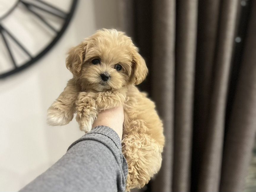 Мальтипу f1 mini