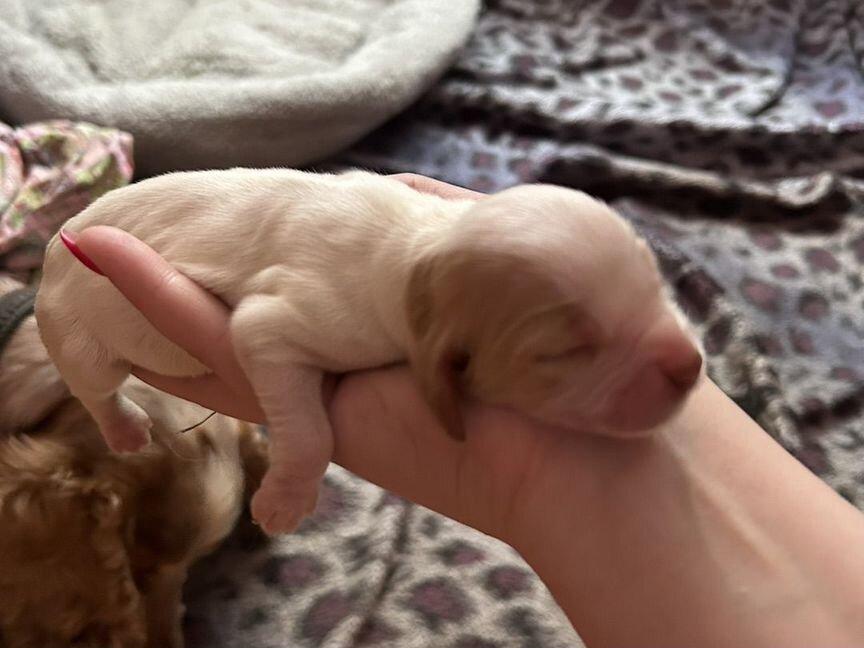 Русский спаниель