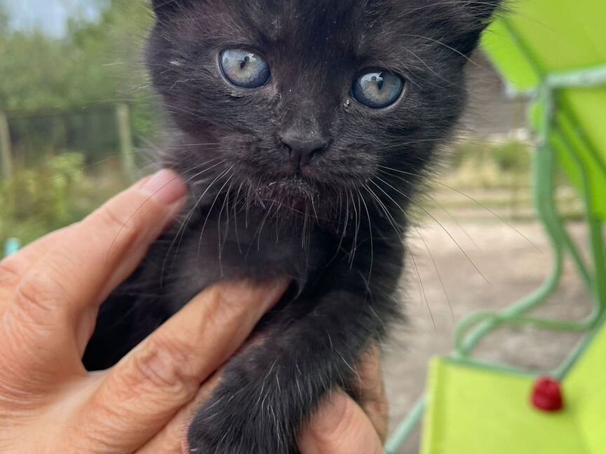 Котята в добрые руки бесплатно