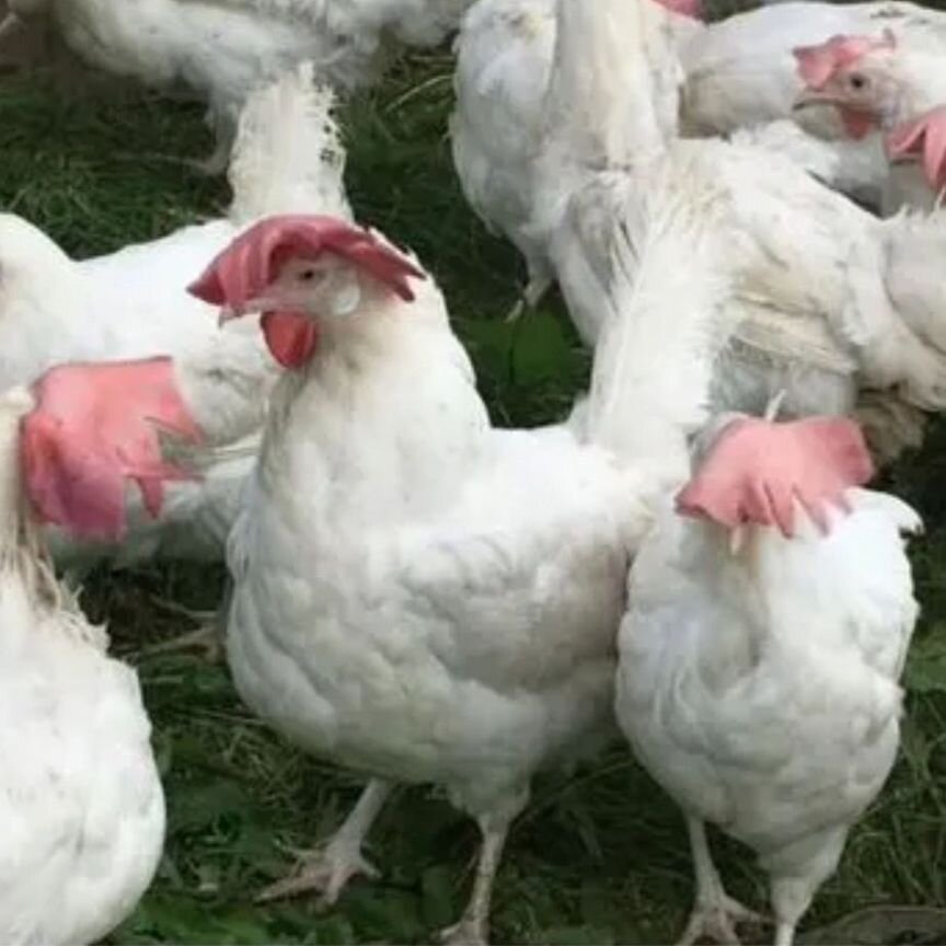 Куры несушки