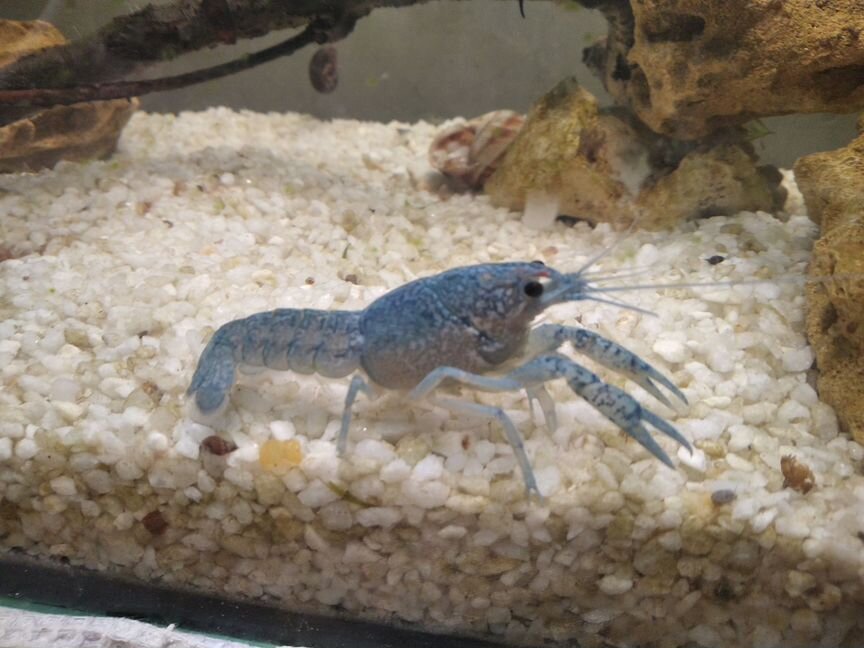 Рачата кубинского или Флоридского синего рака