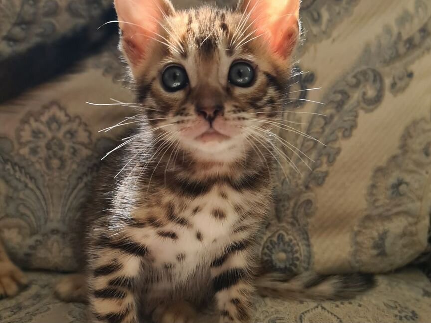 Бенгальская