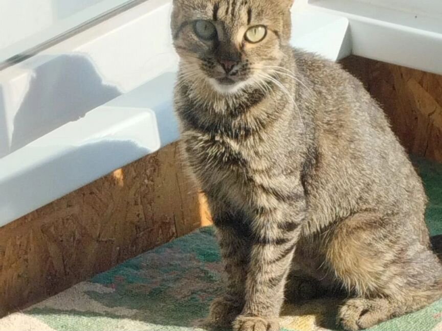 Котенок подросток в добрые руки