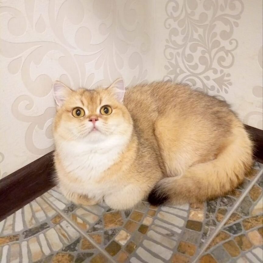 Британская кошка 9 месяцев, в добрые руки