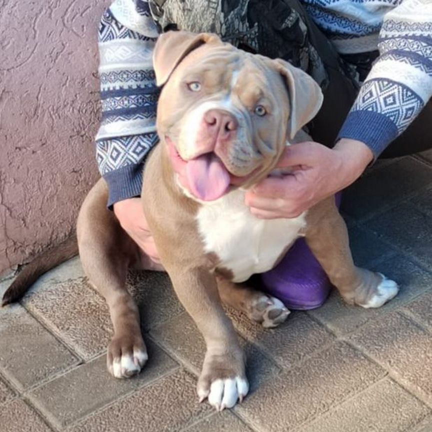 Американский булли