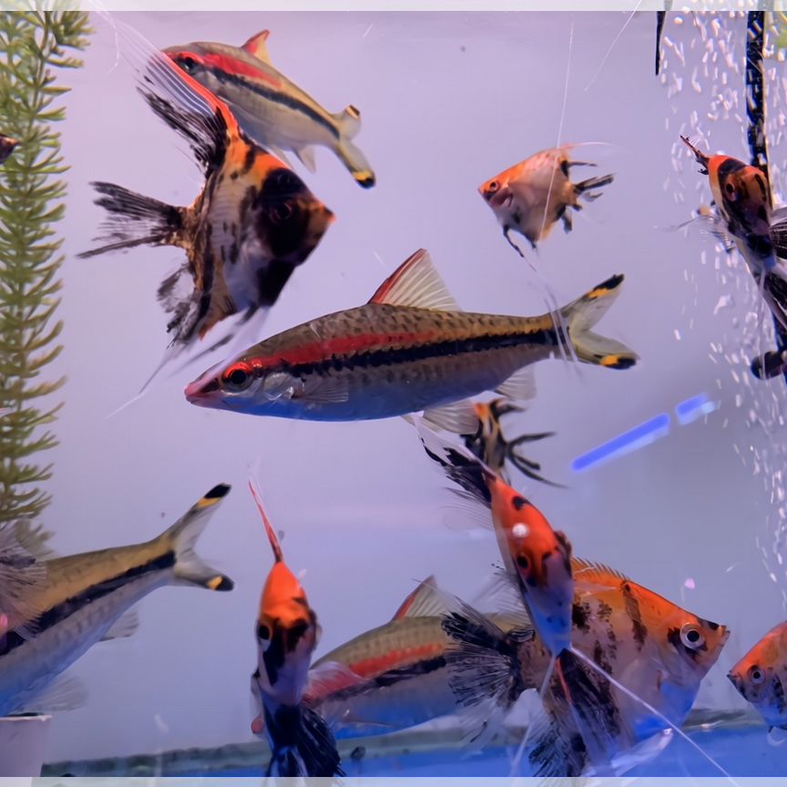 Денисони взрослые