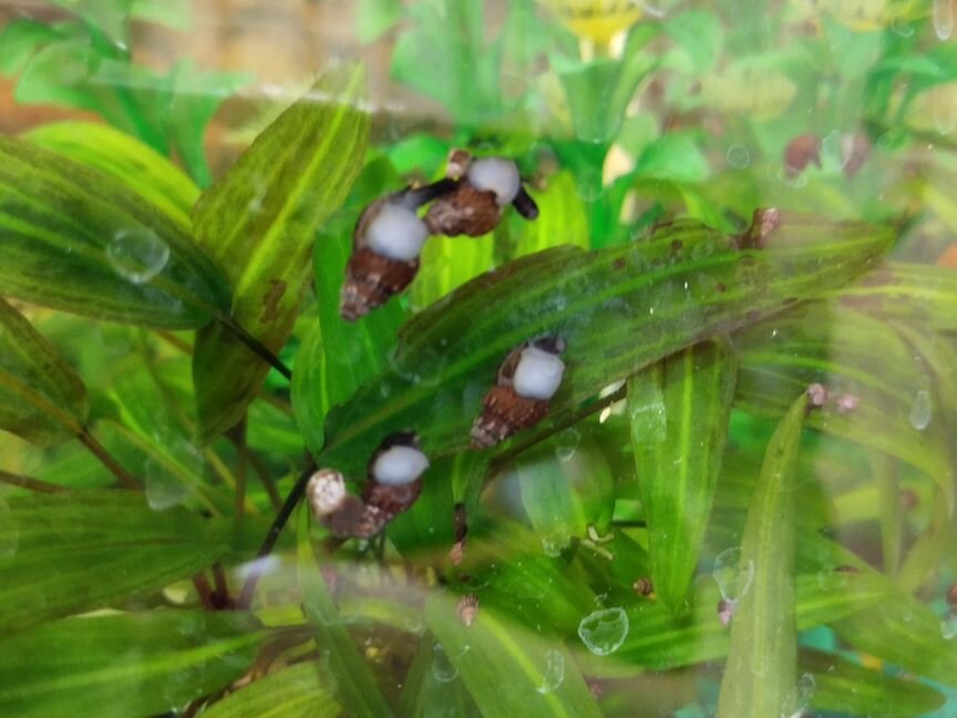 Улитки мелании