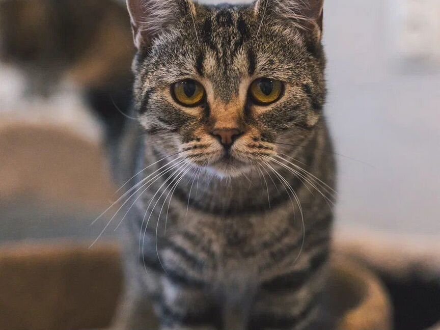 Кошка Вискас