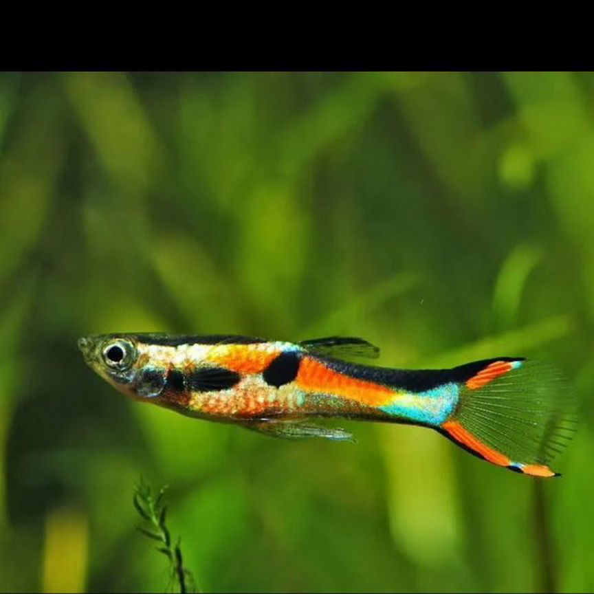 Аквариумные рыбки