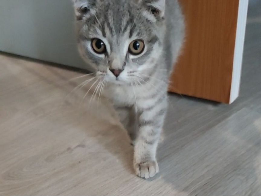Шотландский котенок