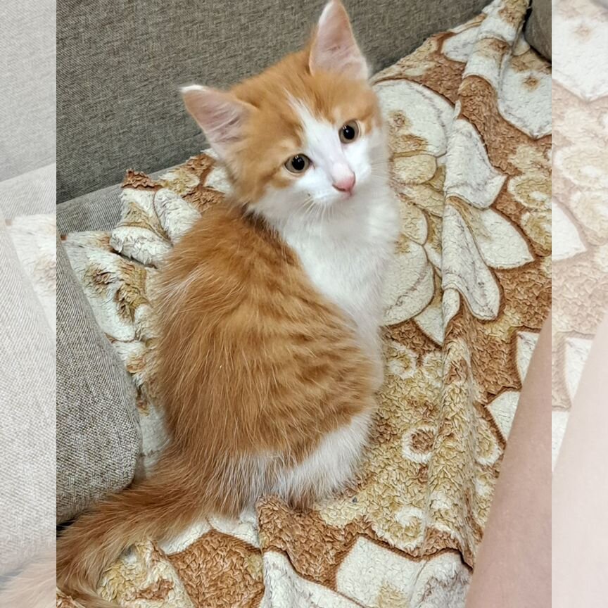 Котёнок в добрые руки
